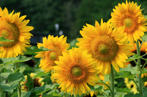 Sunflower Object Detection Dataset By Wang Justin