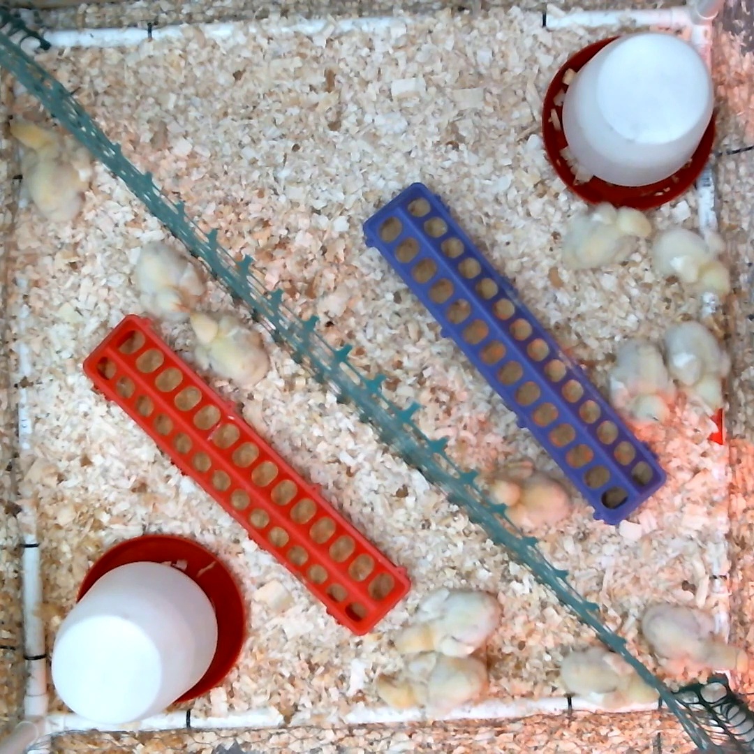 chicken growth- set2 Object Detection Dataset by Cornell University