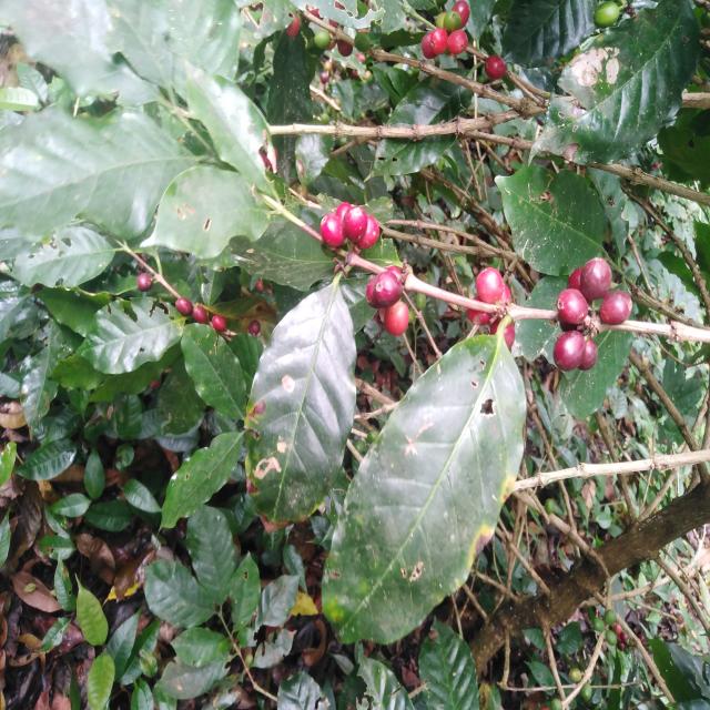 Roya Object Detection Dataset by UNITEC