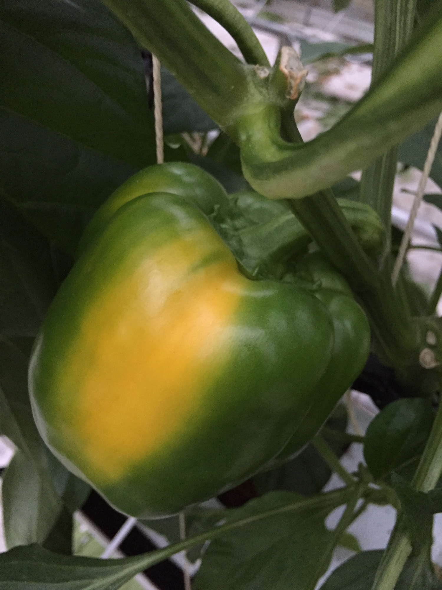 raw_pap_out Object Detection Dataset by TheIMC