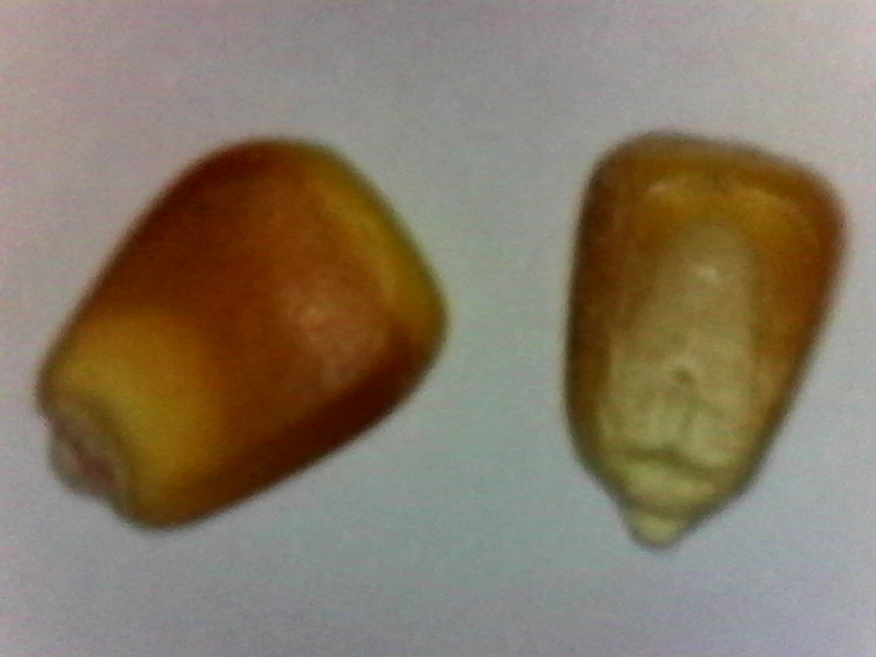 corn Object Detection Dataset and Pre-Trained Model by Francois Mondou