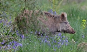 wild boar model Object Detection Dataset and Pre-Trained Model by NamSeoul