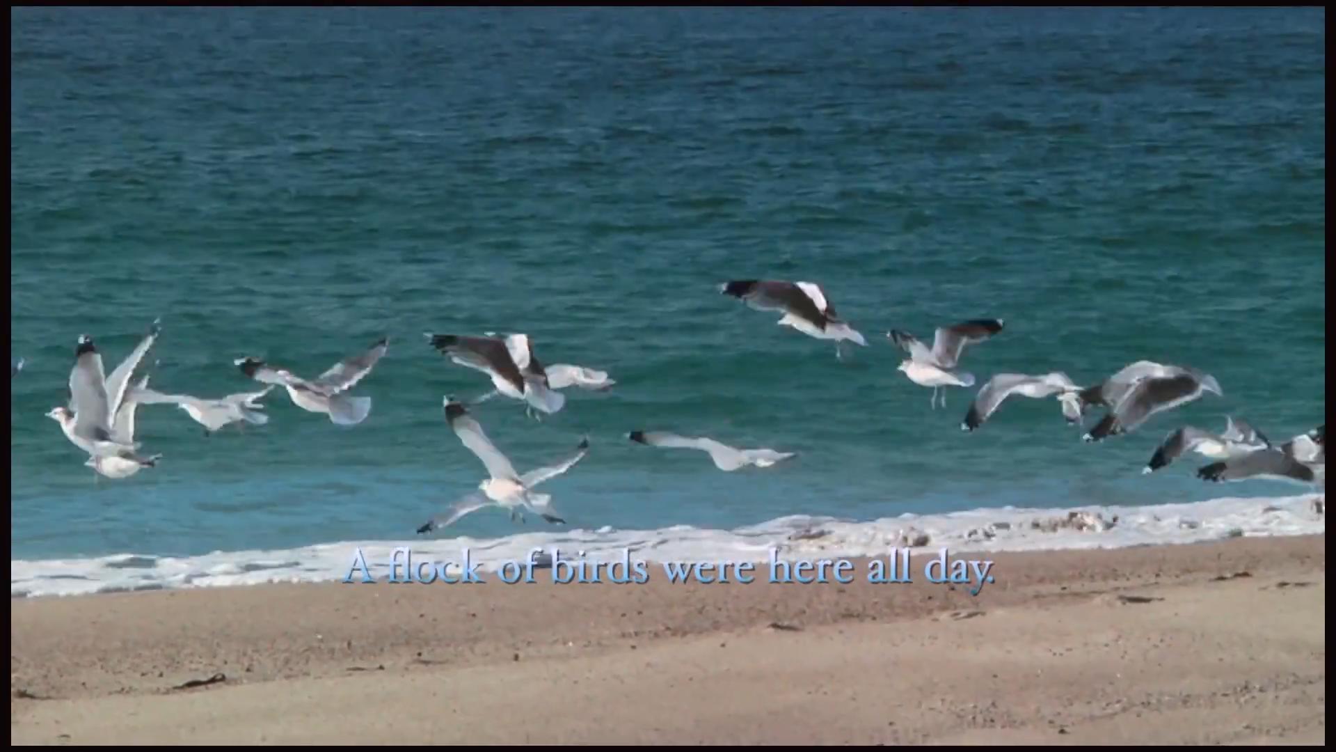 birds Object Detection Dataset and Pre-Trained Model by yasser eldemerdash