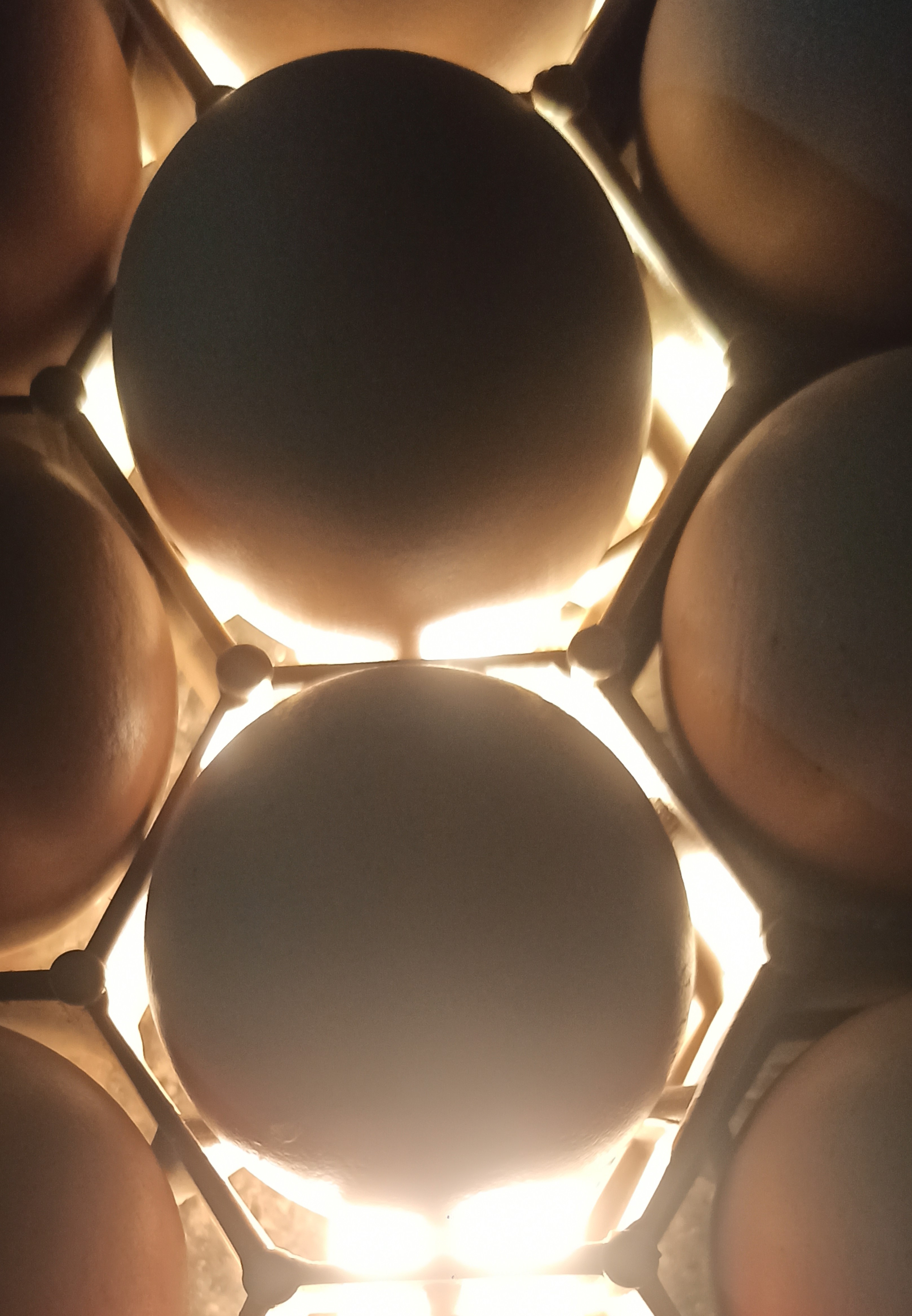 Chicken Embryo Egg Detection Object Detection Dataset And Pre Trained