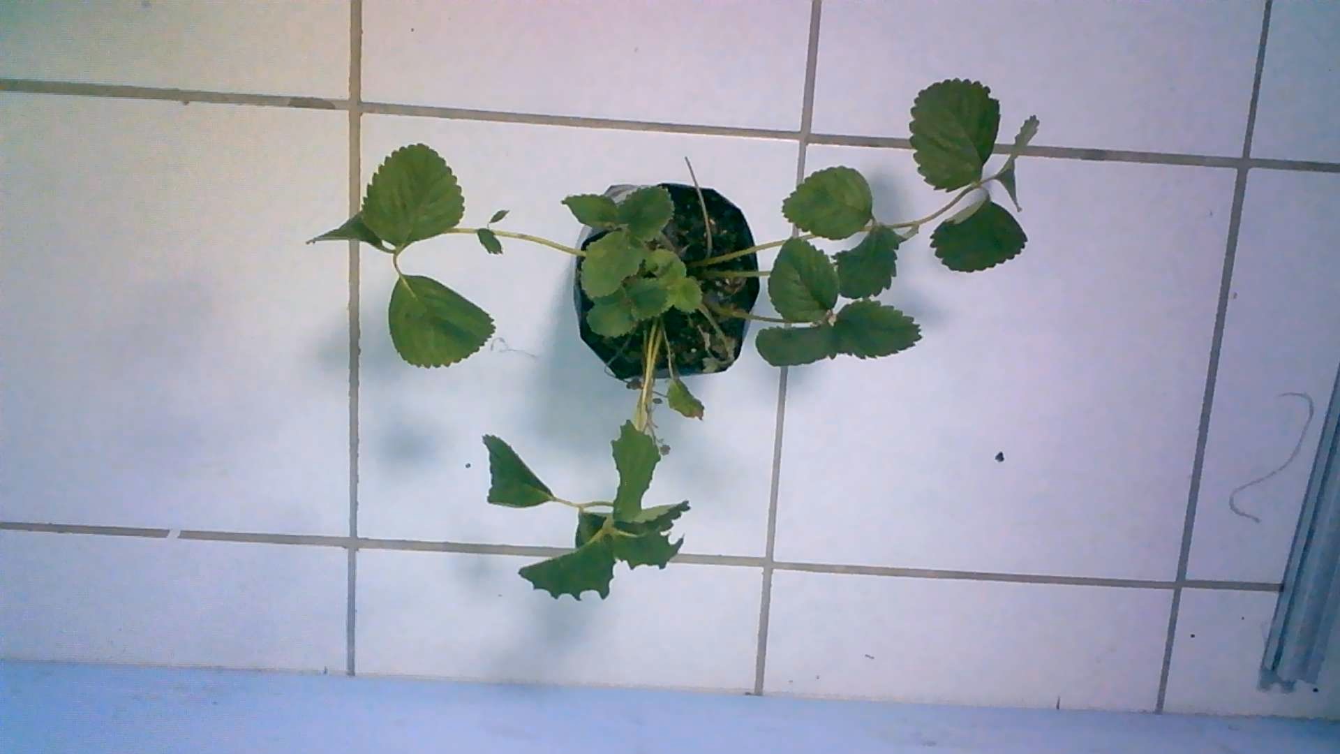 Segmentación de hojas Instance Segmentation Dataset and Pre-Trained Model by TecNM Campus Tuxtla