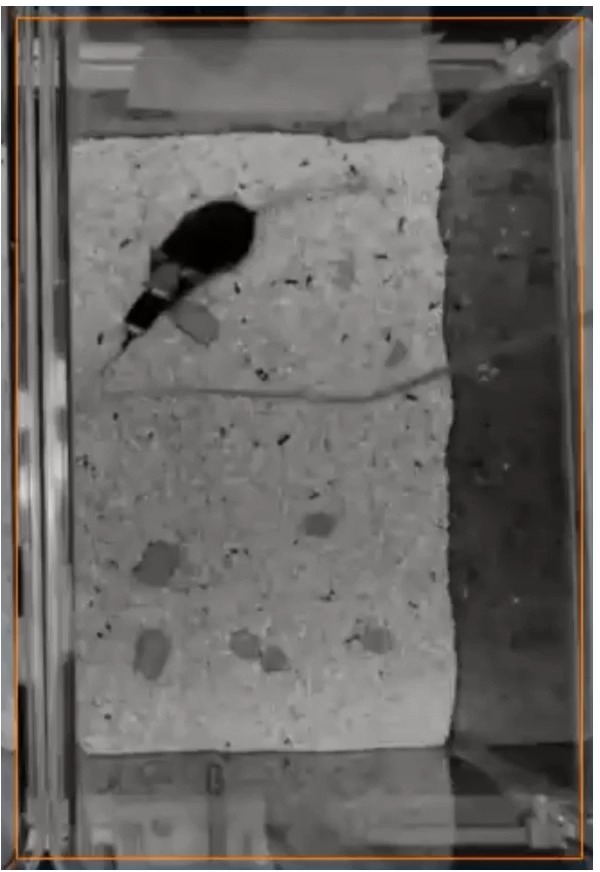 How to Use the DID-Rodent-YOLOv8 Object Detection API