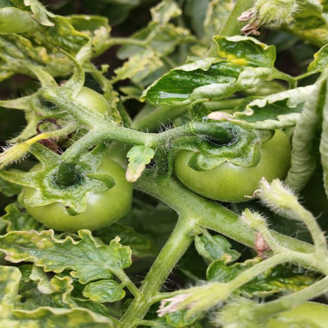 Tomato detection Object Detection Dataset and Pre-Trained Model by PP3