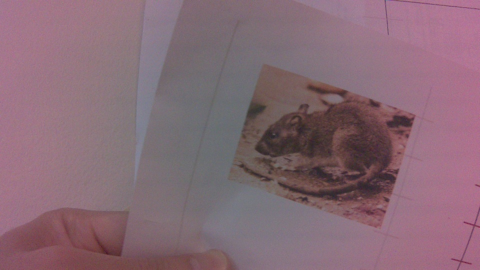 Small Sample Rat Picture Object Detection Dataset by RaVision