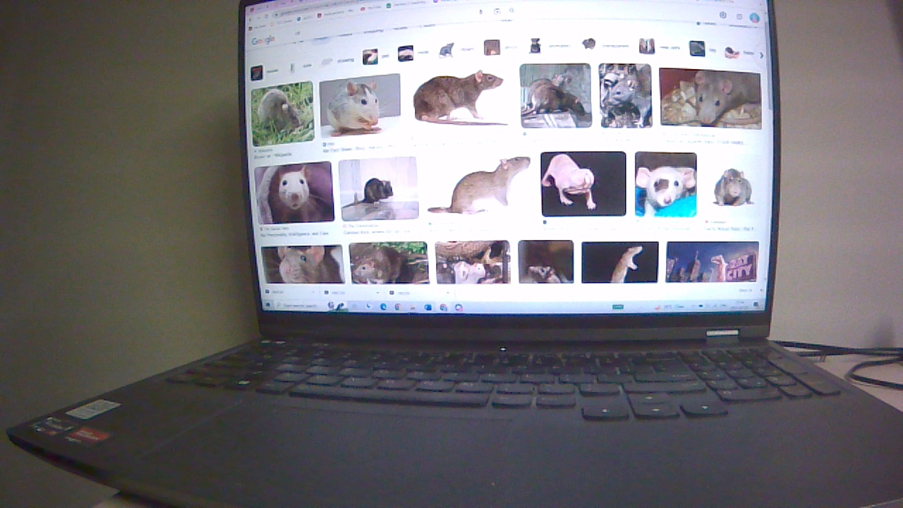 Rat Detection V1 Computer Vision Dataset By Ravision