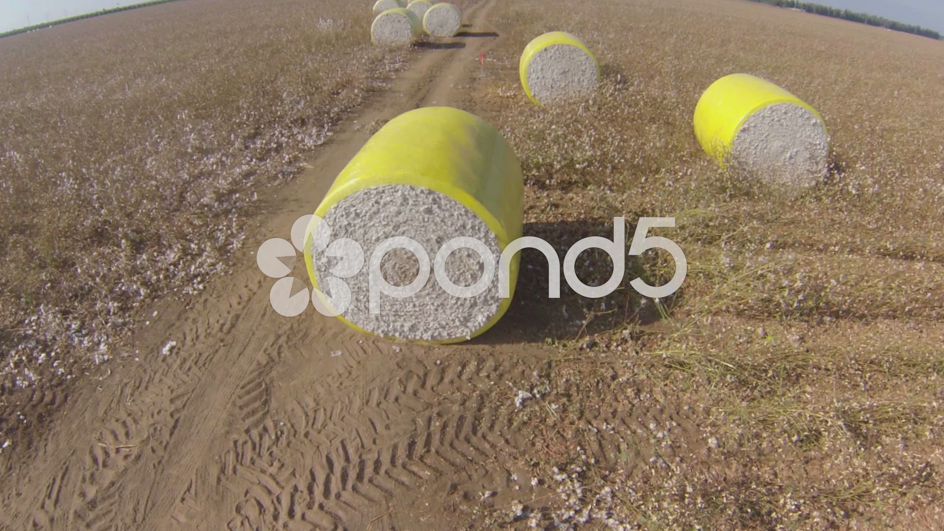 Cotton Detect Object Detection Dataset and Pre-Trained Model by Rian Bispo