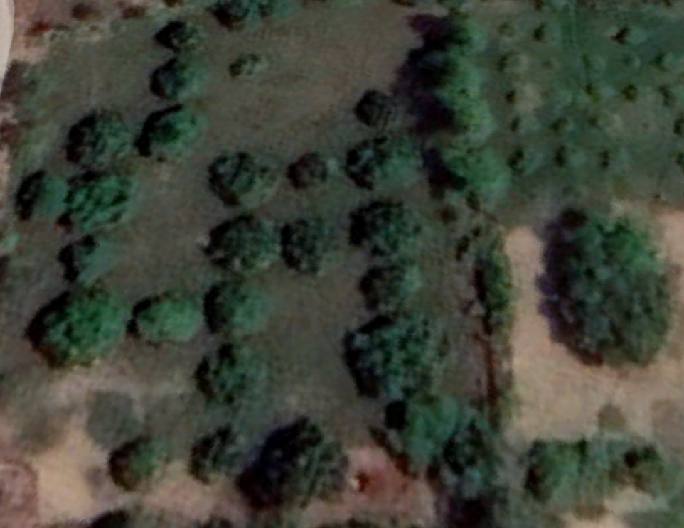 Tree Detection Project Object Detection Dataset And Pre Trained Model