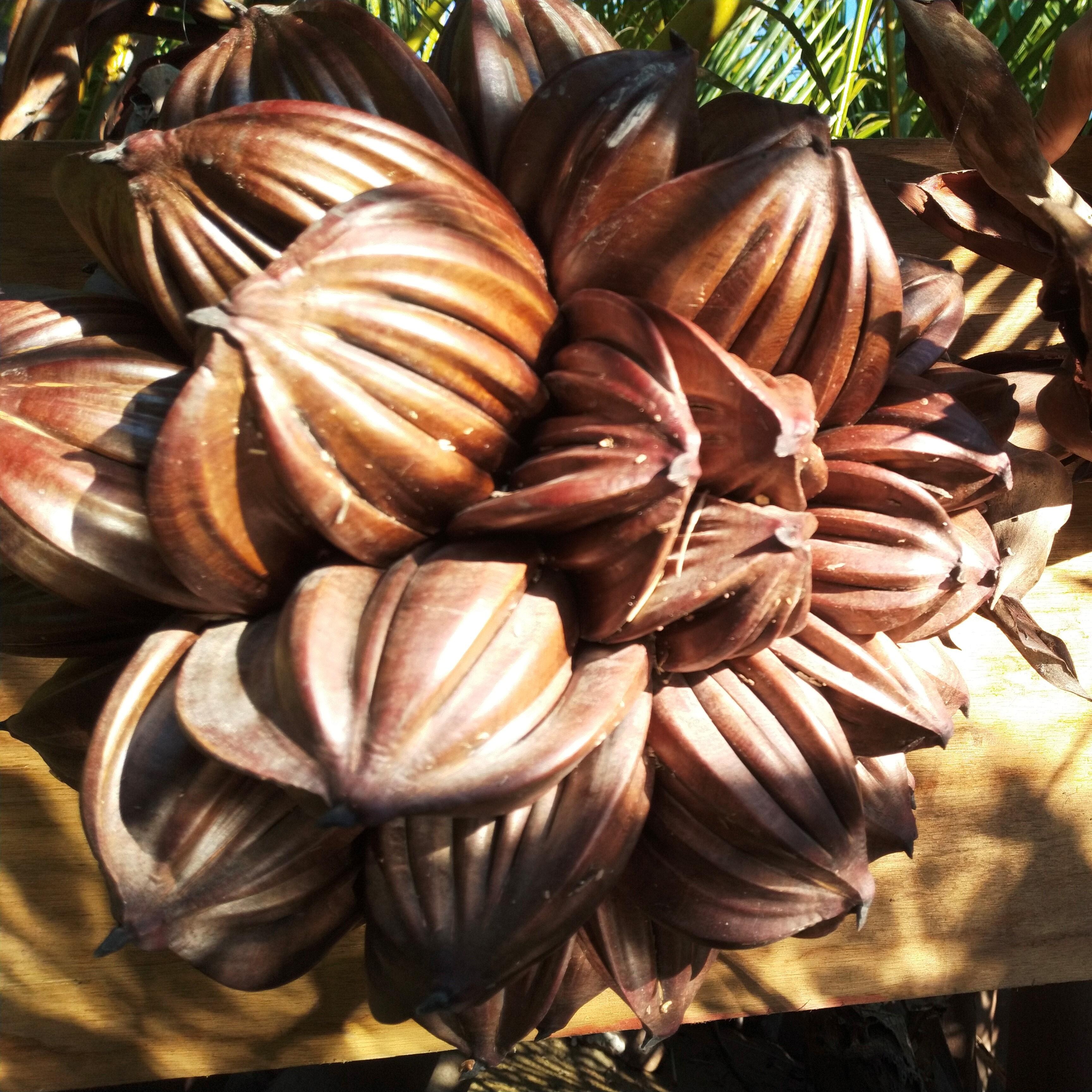 Nipa Fruit Object Detection Dataset V3 2023 03 19 11 26am By Nipa