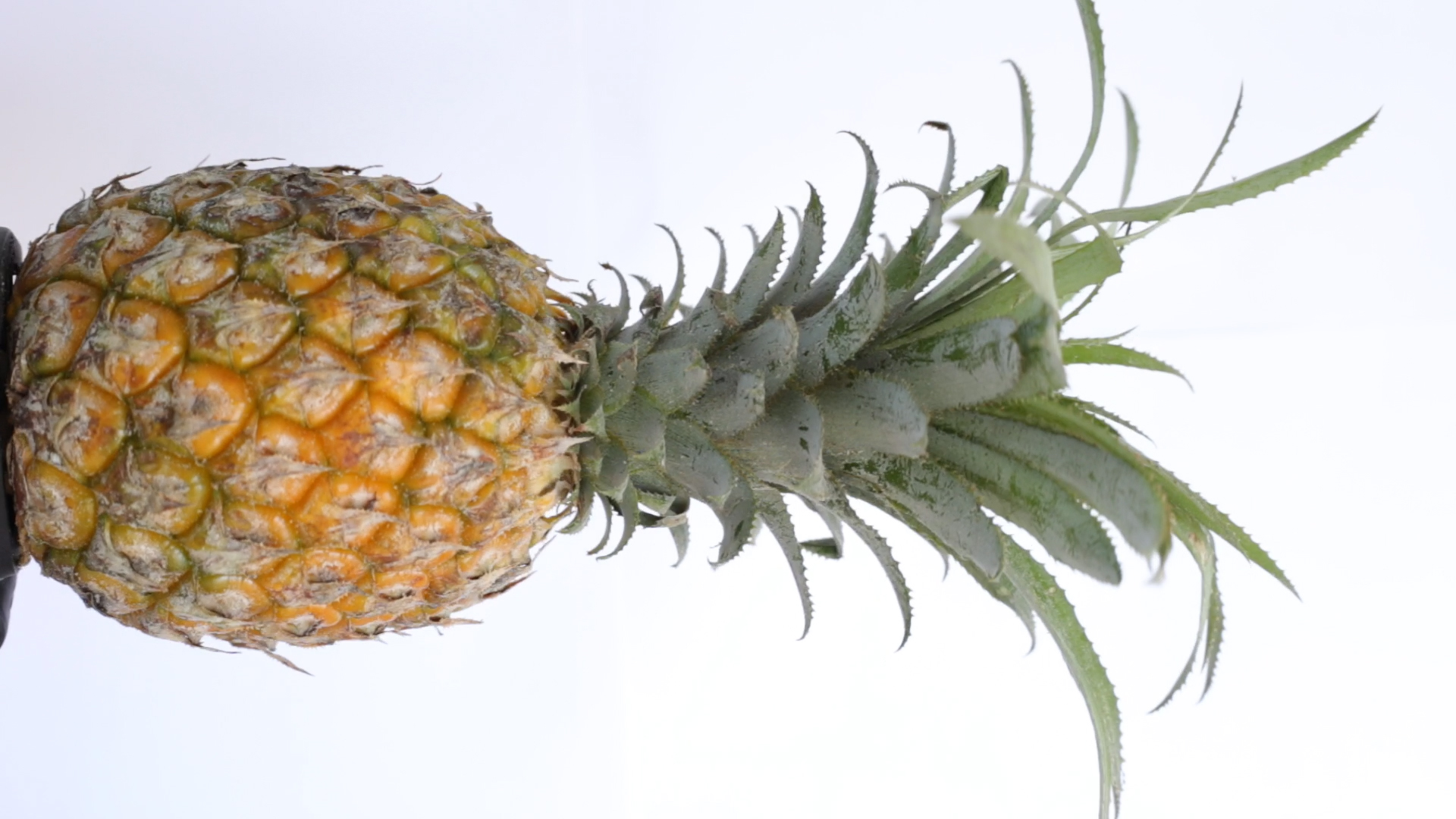 Pineapple-Data-Project Object Detection Dataset by thien