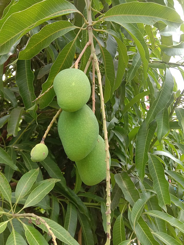 Mango Image Object Detection Dataset And Pre Trained Model By Fruit