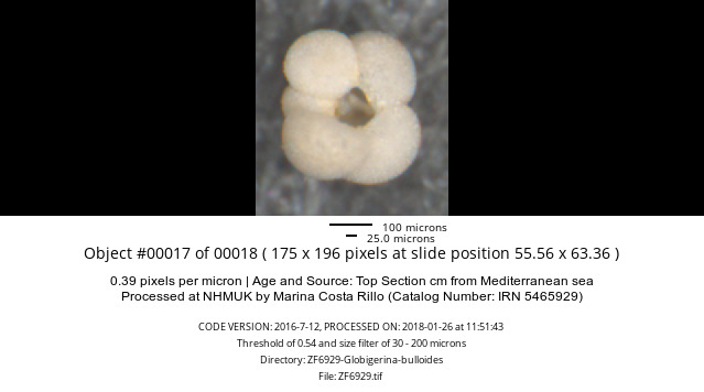 Foraminifera Object Detection Dataset By Phoraminifera