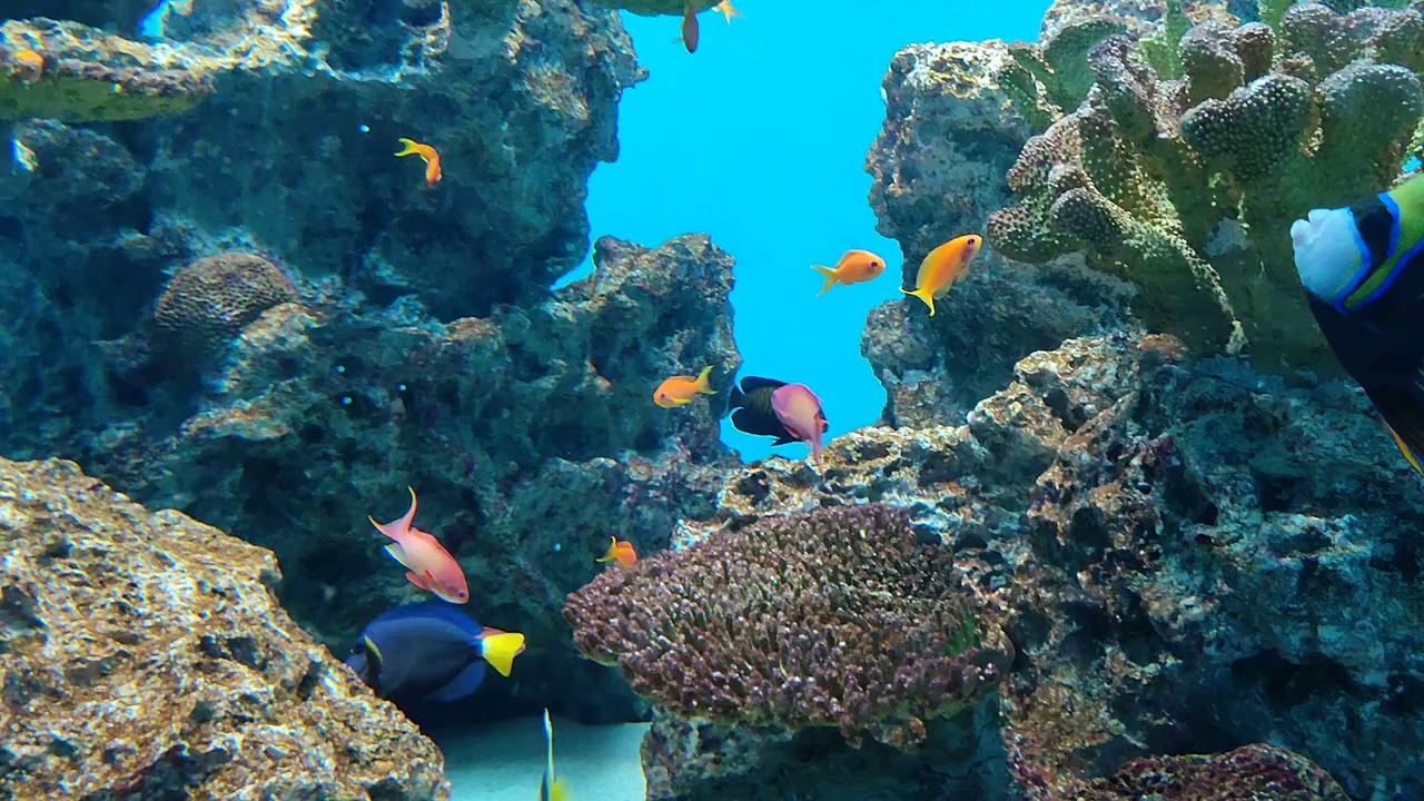 Fish detection Object Detection Dataset by univer