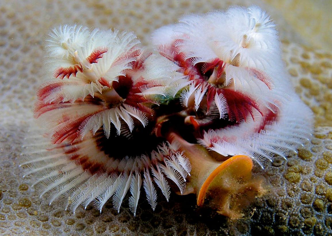 Structure RSMAS Classification Dataset by Giang Ha