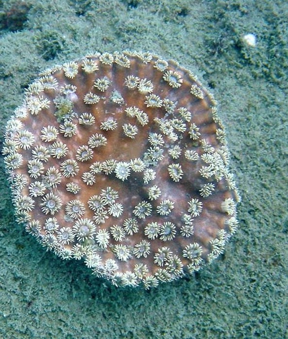 Coral species classification Classification Dataset by Giang Ha