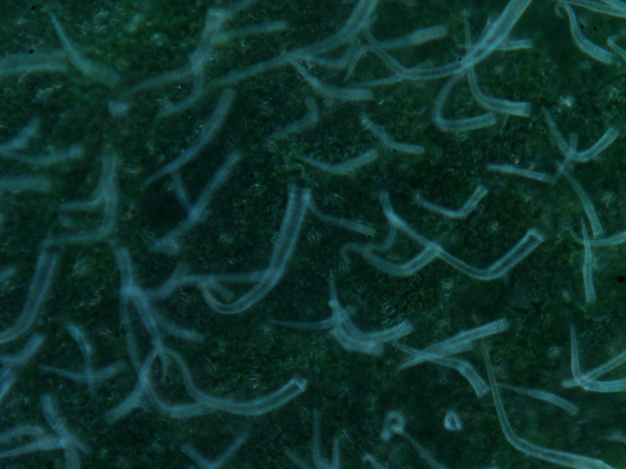 How to Use the Guard cell and stoma Object Detection API