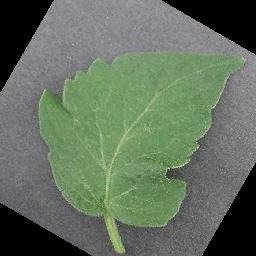 Disease Plant Leaf Classification Dataset and Pre-Trained Model by HCMUS