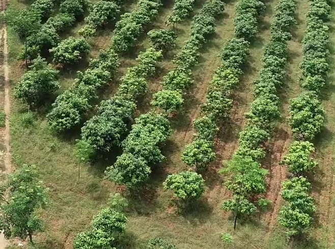 Tree Detection Object Detection Dataset By Robo In Agri