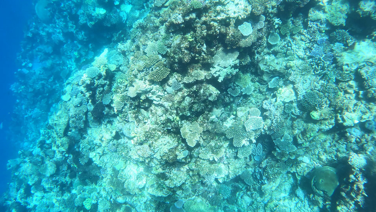 great_Barrier_reef Object Detection Dataset (v4, 2022-09-14 8:03pm) by GreatBarrierReef