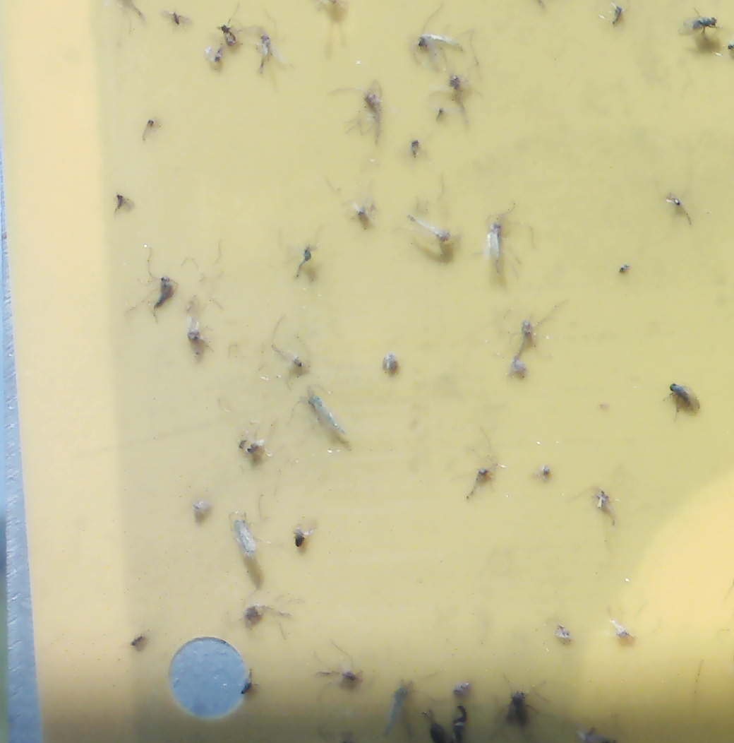 Insectdetection Object Detection Dataset By Objectdetection