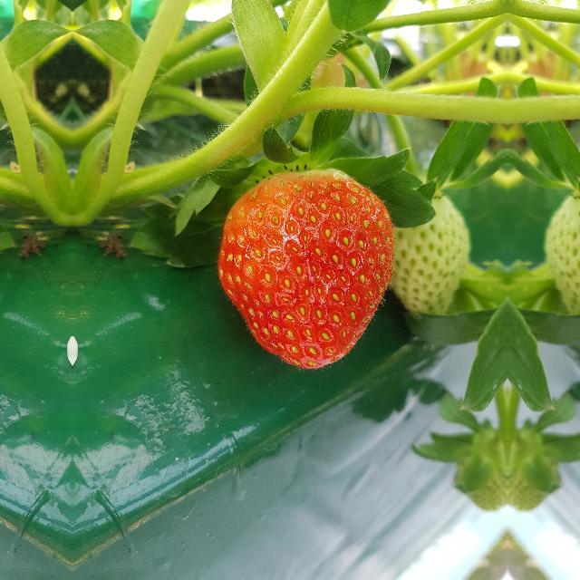 strawberry Object Detection Dataset and Pre-Trained Model by strawberry3