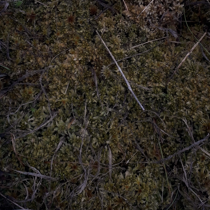 moss Object Detection Dataset by new-workspace-n0yqn