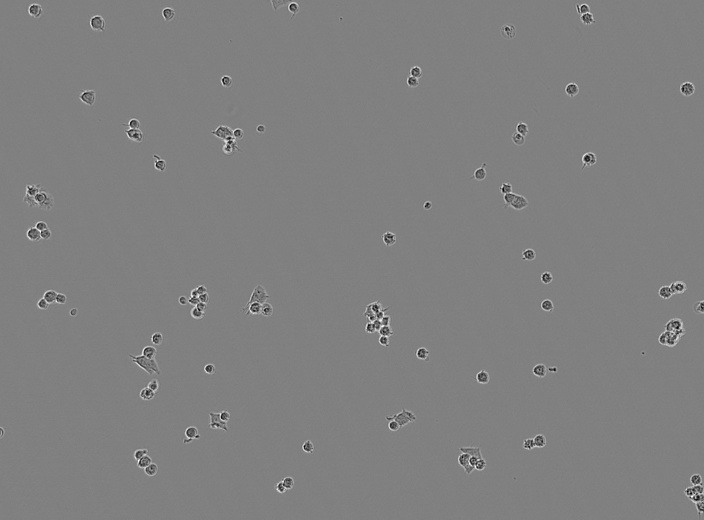 Livecell Dataset Yolov4 Object Detection Dataset And Pre Trained Model By Livecelldatasettest