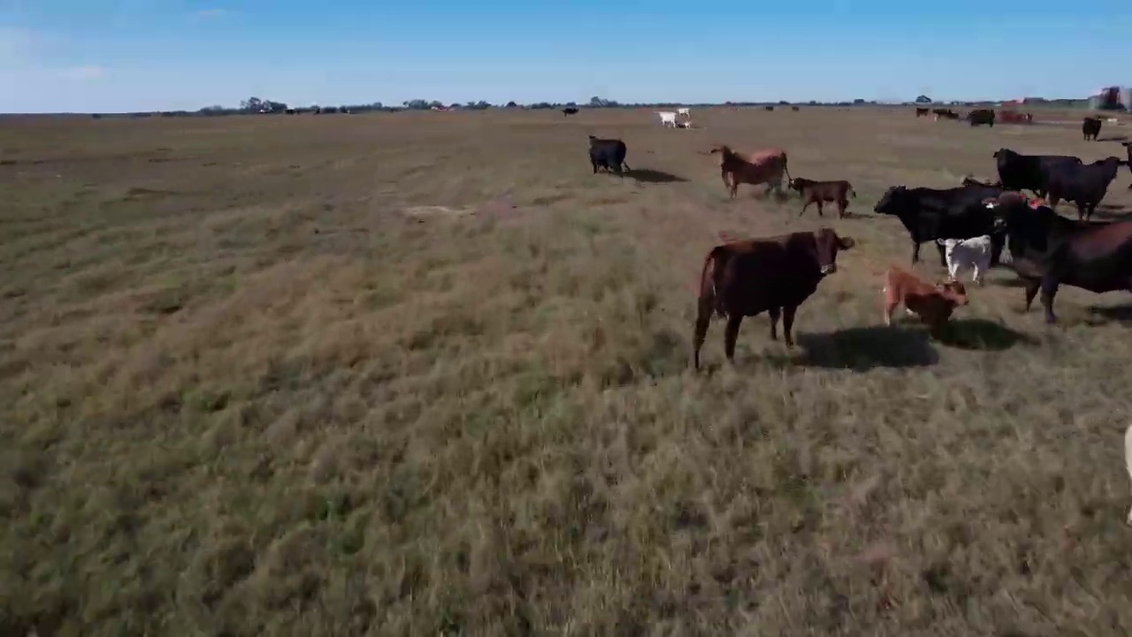 Cattle Object Detection Dataset and Pre-Trained Model by Training