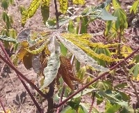 cassava disease Classification Dataset by Moneypuckyow