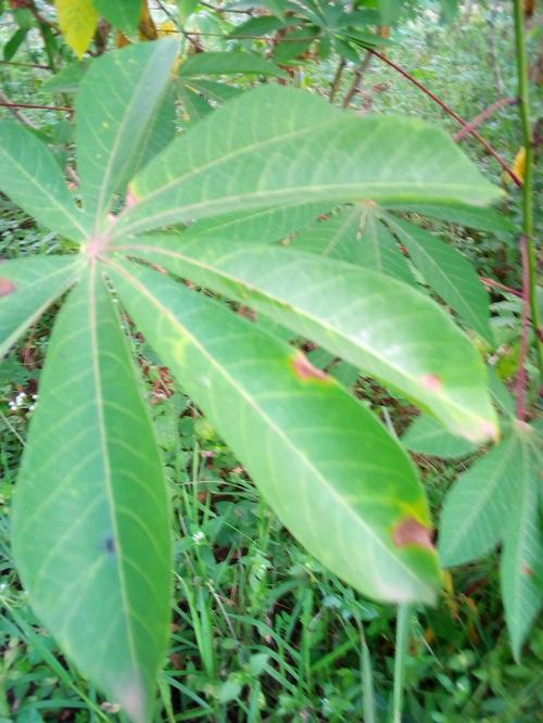 Cassava Disease Classification Dataset By Moneypuckyow