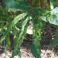 cassava disease Classification Dataset by Moneypuckyow