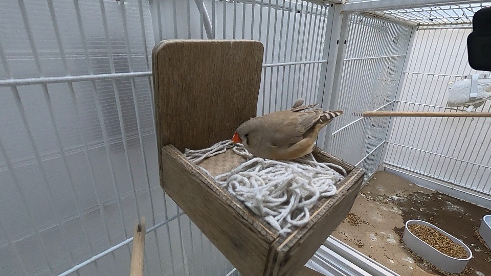 Bird Tracking (bird-tracking-yvxlp) - Roboflow Universe