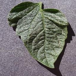 Augmentation Results Object Detection Dataset and Pre-Trained Model by mm