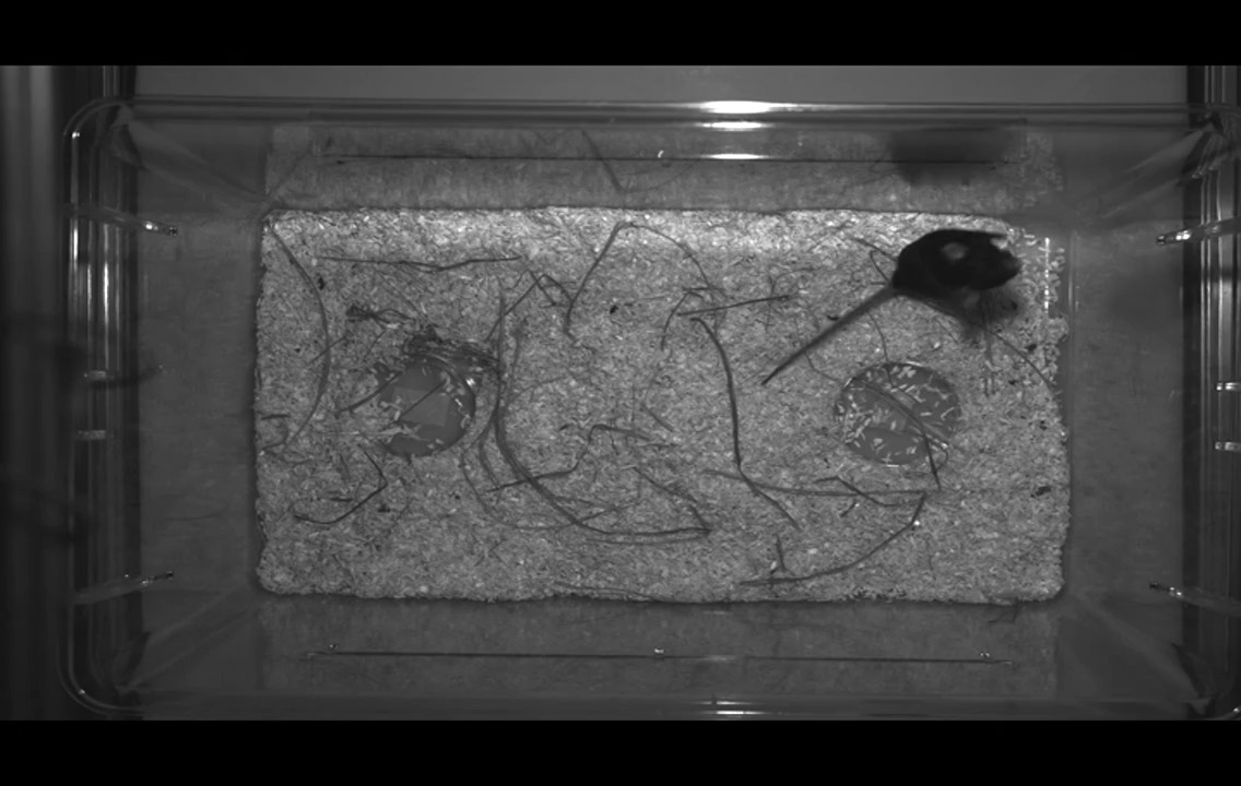 Mouse Detection Object Detection Dataset By Tischkicker
