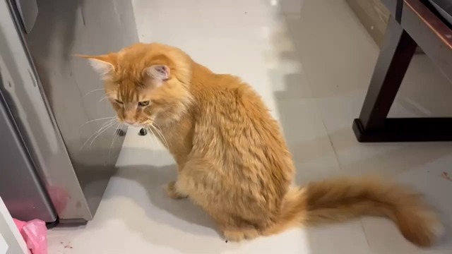 Cat Object Detection Dataset And Pre Trained Model By Angle
