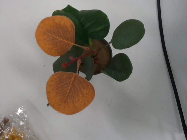 Bad leaf Object Detection Dataset by Labeling