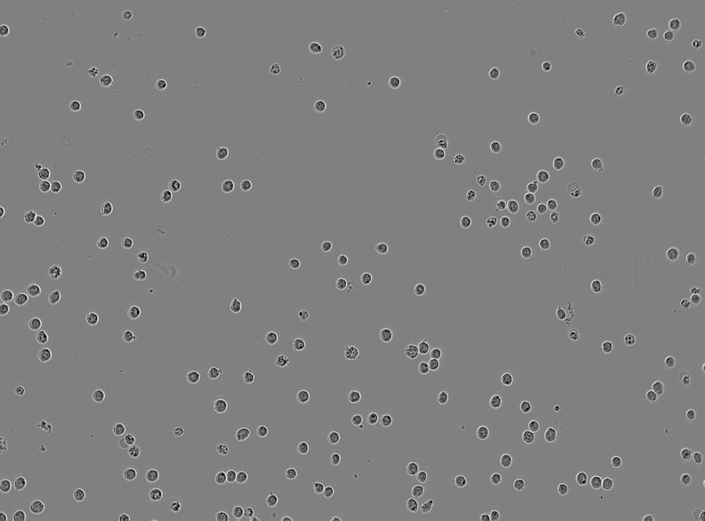 Cell Detection Object Detection Dataset And Pre Trained Model By Labmaite