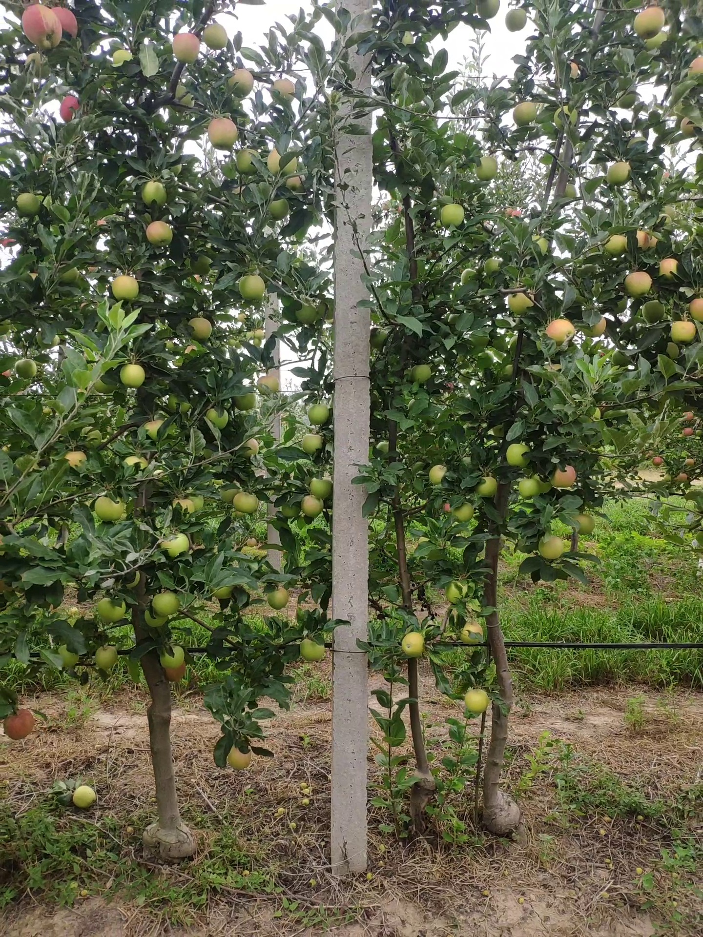 apple Object Detection Dataset and Pre-Trained Model by project-mjqxp