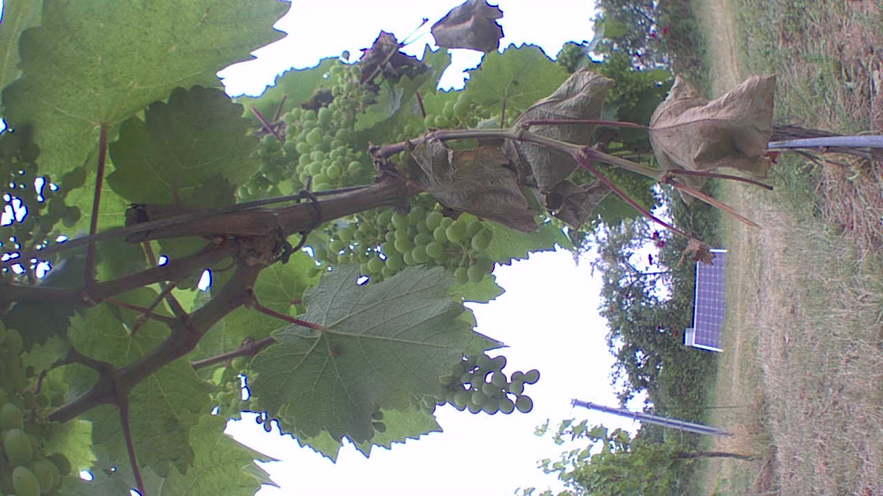 grape-classification Object Detection Dataset by Gesture detection