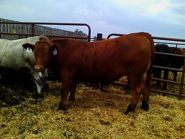 CattleSegment Instance Segmentation Dataset by CattleDetector