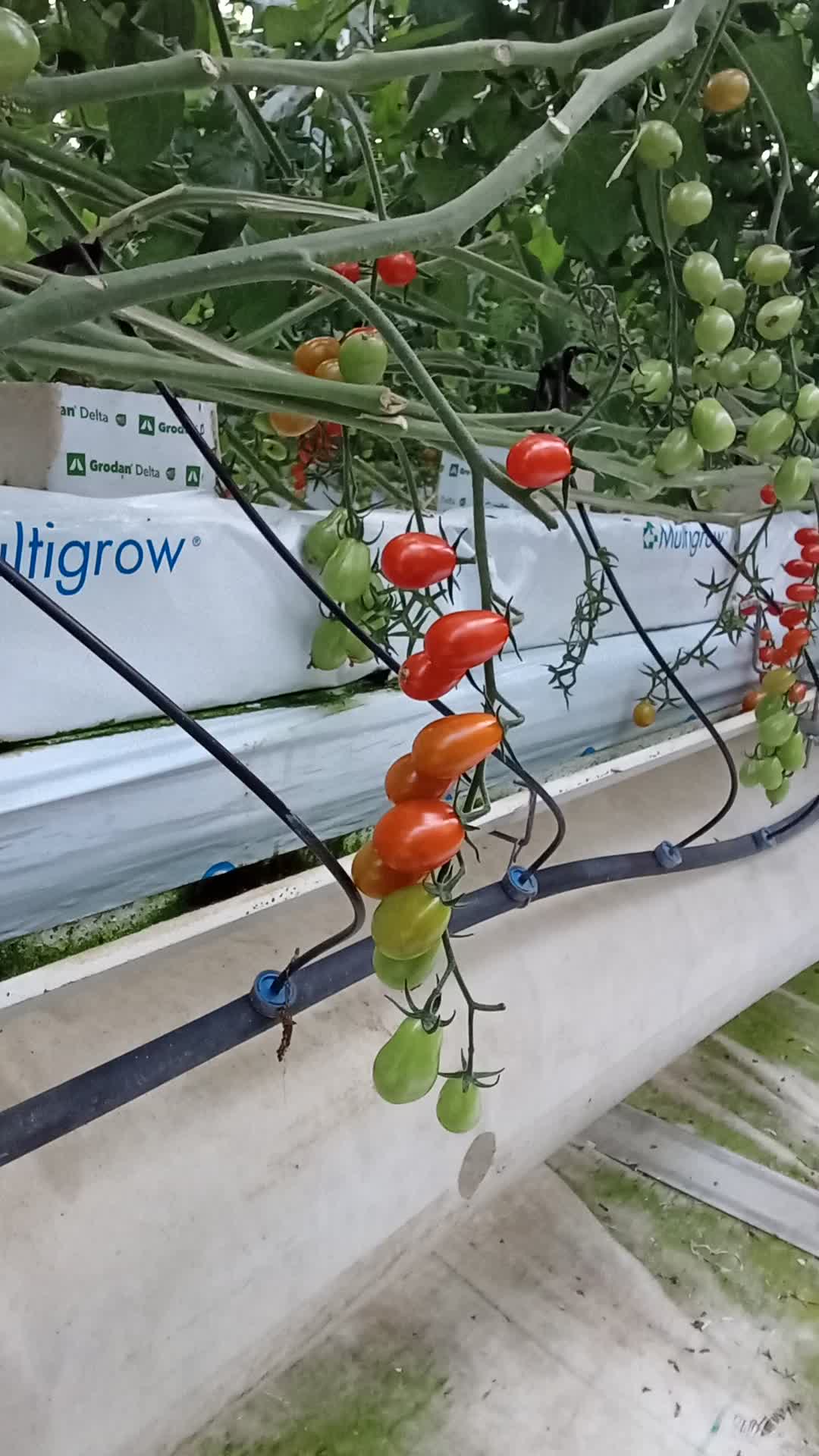 asai farm tomatoes Instance Segmentation Dataset by warut