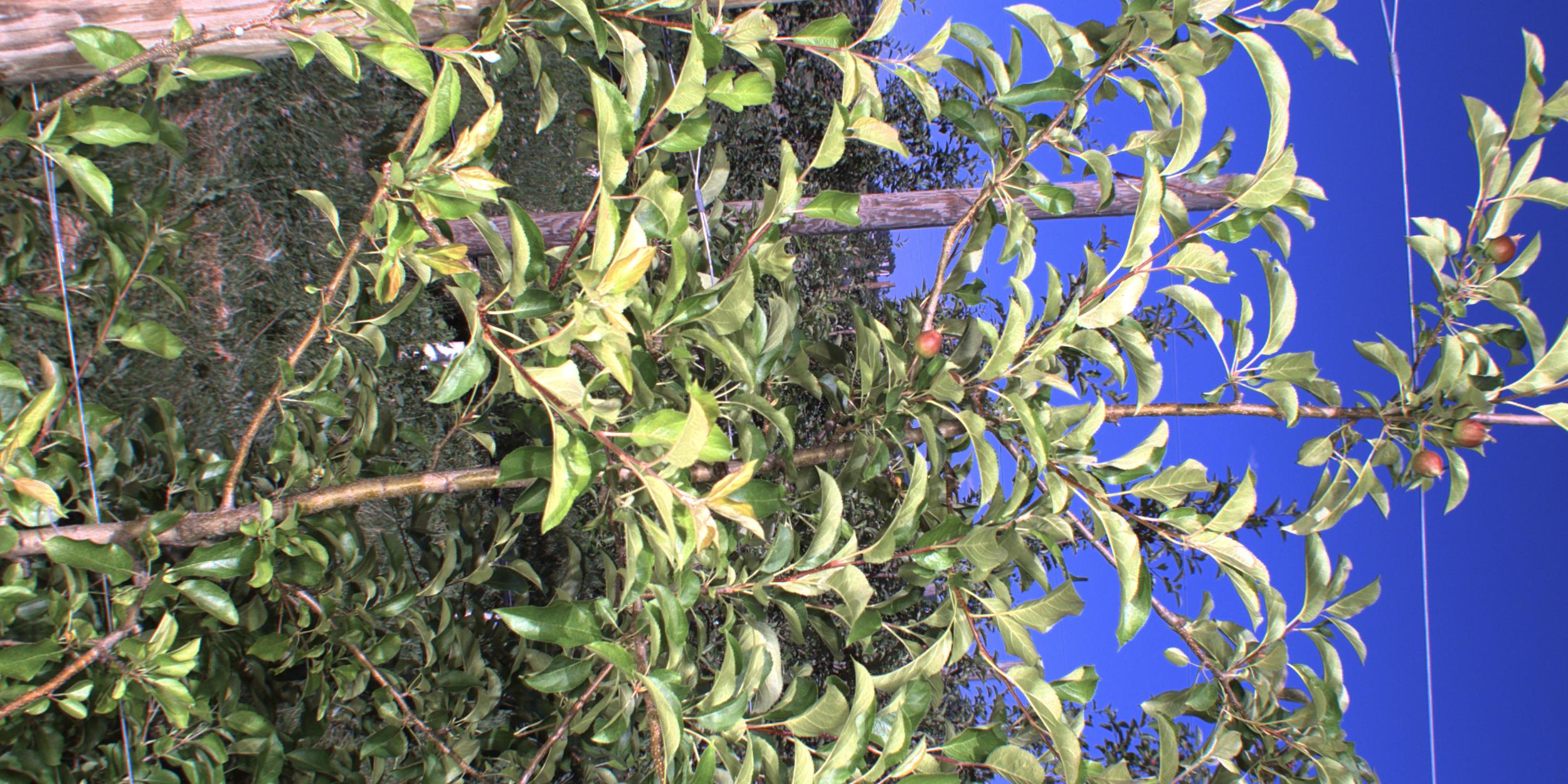 Poster Data Object Detection Dataset by appleimages0