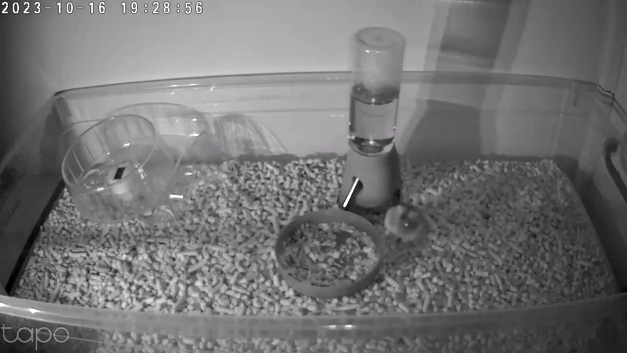 Mice Model3 Object Detection Dataset By Project Ioo6l