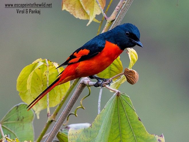 250 images YOLOv5 Bird Detection Object Detection Dataset by new ...