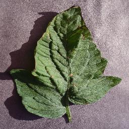 Leaf1 Object Detection Dataset and Pre-Trained Model by chapter8