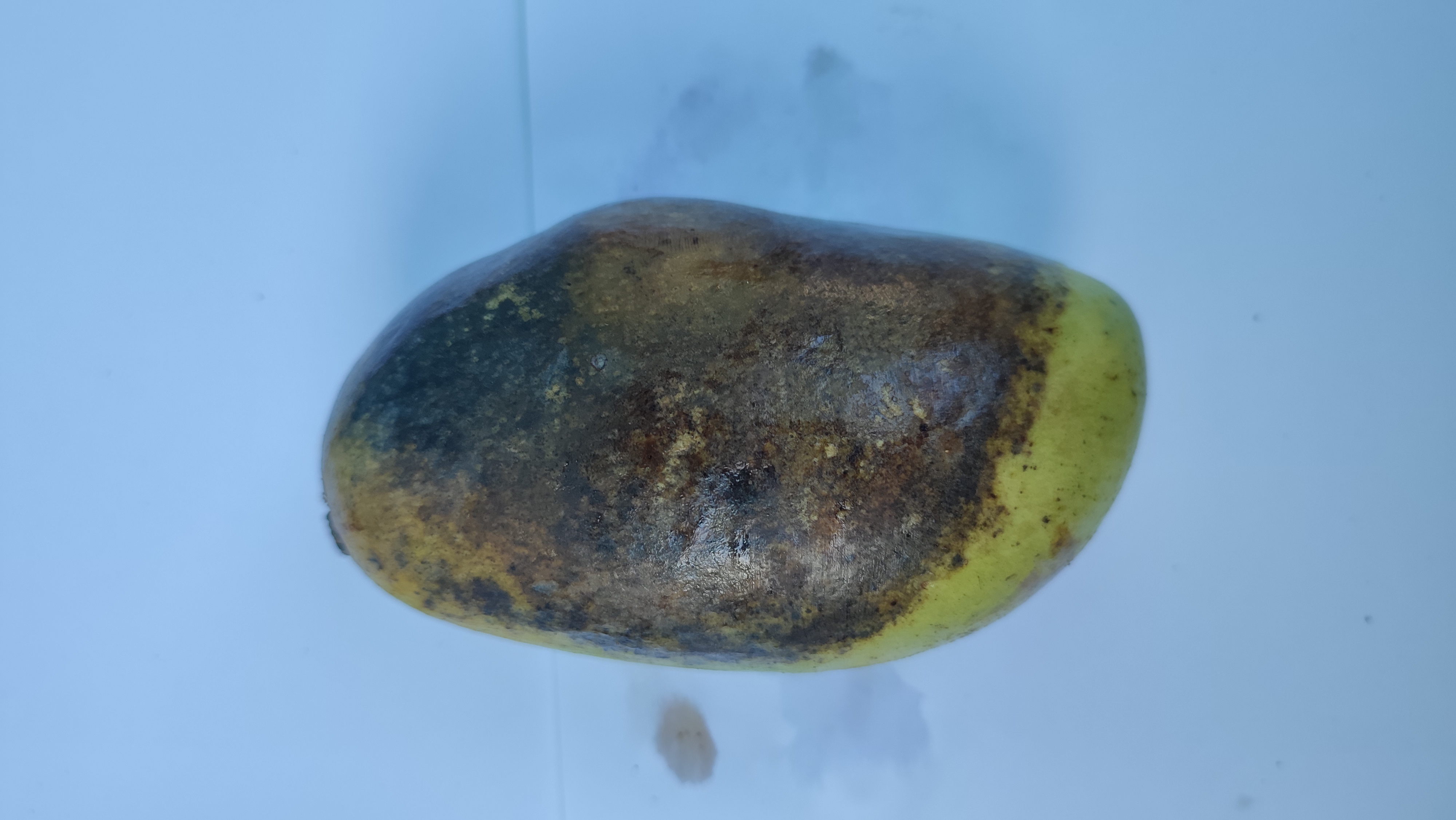 Mango Carabao Detection Object Detection Dataset And Pre Trained Model By Wmsu