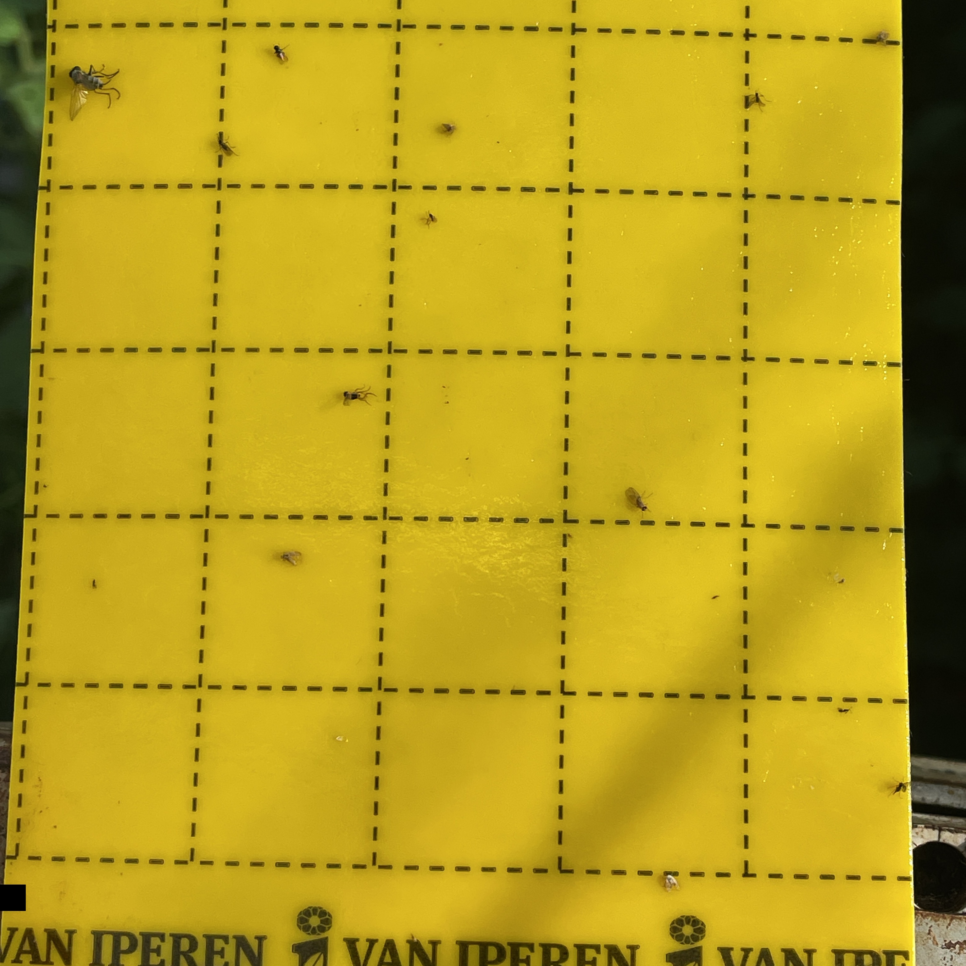 all_insects Object Detection Dataset by koppert